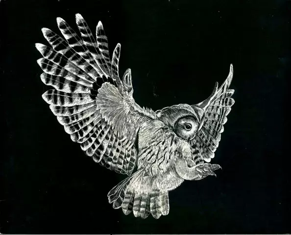 Tawny owl, Greta Romelfanger