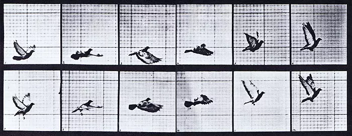Eadweard Muybridge's "Pigeon In Flight"-ôfbylding (circa 1887) brûkt yn Lutz's "Animated Cartoons".