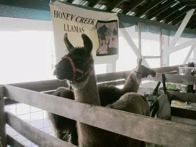 honey creek llama