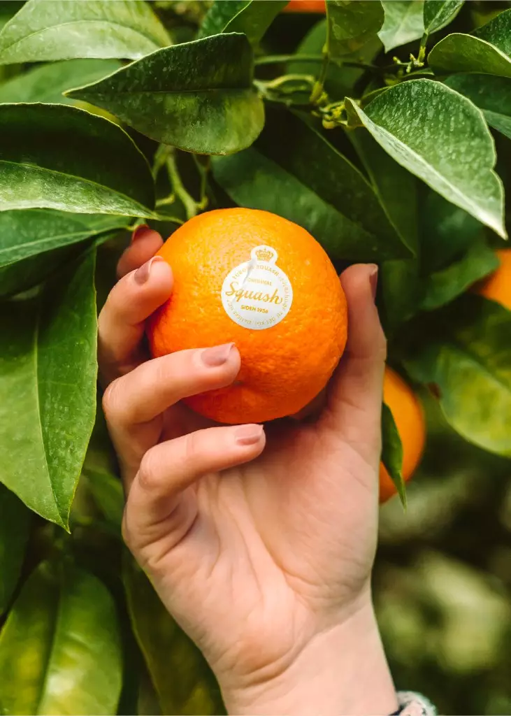 La gaseosa de naranja danesa, Squash, obtiene un nuevo diseño de lata adecuado para los jóvenes que beben gaseosas 2879_4