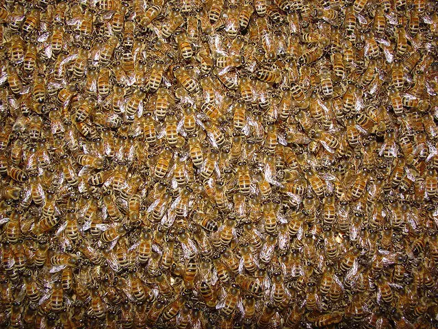 Bees nke Alan Taylor na Flicker: http://bit.ly/1qbTGTs