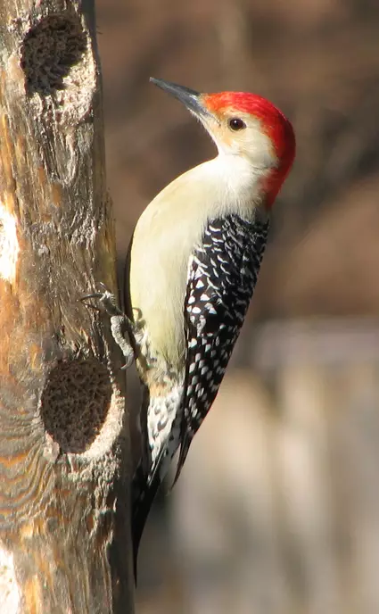 My Favorite Cardinal