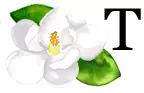 Botanični načrt: Južna magnolija 4044_2