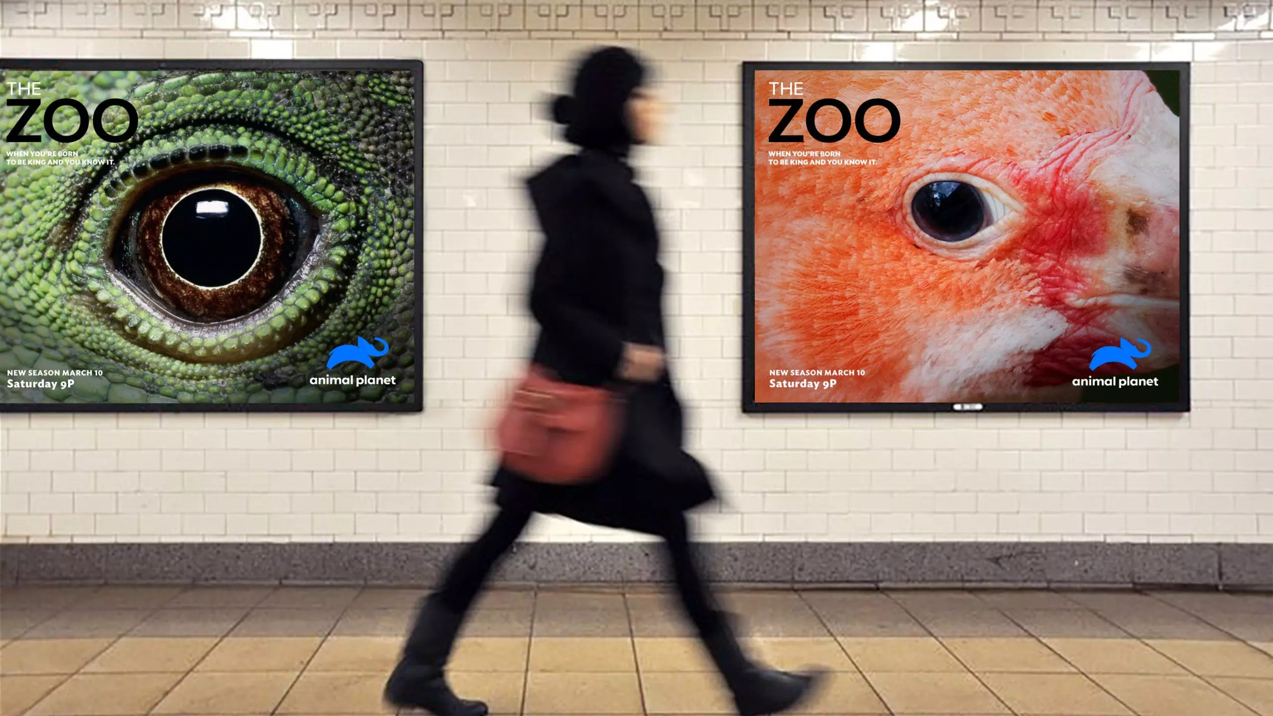 Mga Poster sa Animal Planet