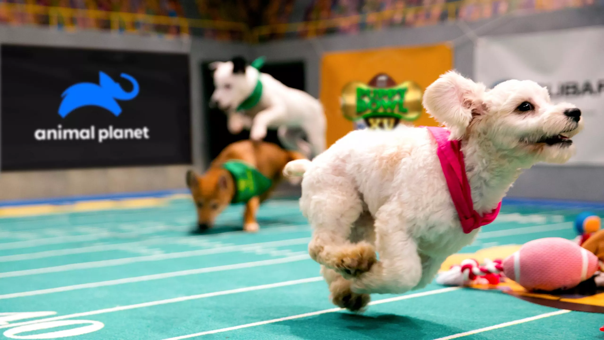 Tsiaj Planet Puppy Bowl