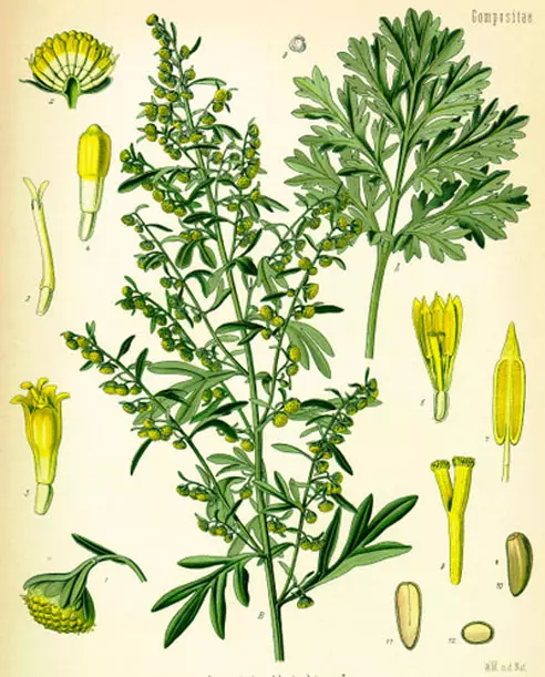 Akwụkwọ mmado Botanical Absinthe