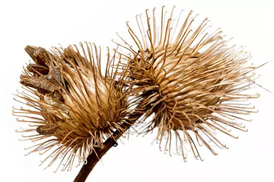 Plantkunde blauwdruk: Burdock