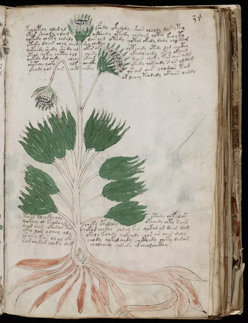 Dorëshkrimi i Voynich: Një gjëegjëzë e shtypur shekullore 706_3