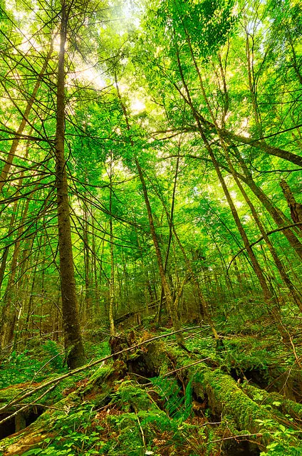 Forest by Joshua Mayer ho Flickr: http://bit.ly/2hjkssC