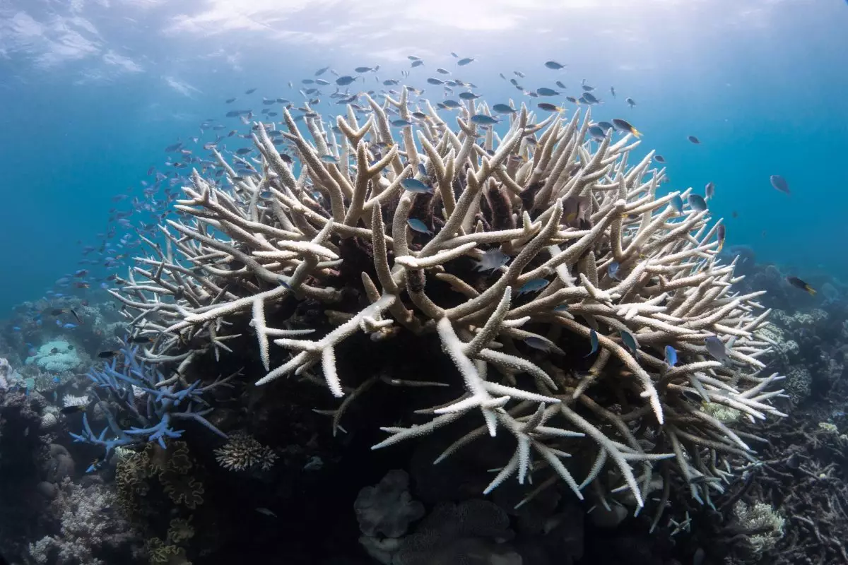 Oceanska liga: korištenje kreativnosti kao katalizatora za očuvanje oceana