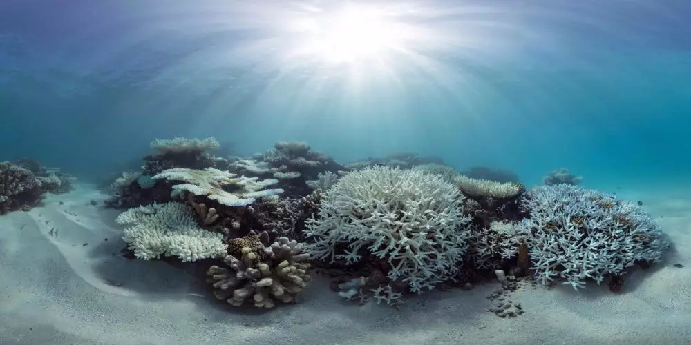 The Ocean League: Paggamit ng Pagkamalikhain bilang Catalyst para sa Ocean Conservation 766_2